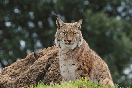 Der Luchs: Porträt einer wilden Katze - Deine Tiere