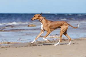 Windhundrassen: 5 verschiedene Arten - Deine Tiere
