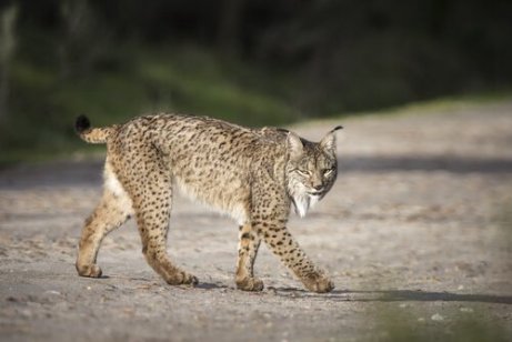Iberischer Luchs in Barcelona, wo kommt er her? - Deine Tiere