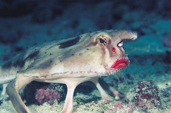 Wissenswertes über die Rotlippen-Seefledermaus - Deine Tiere Fische