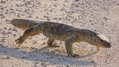 Warane - Was sind Warane? - Deine Tiere - Wildtiere