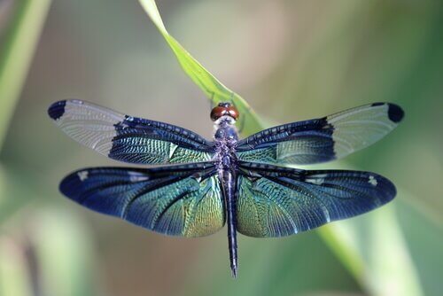 Die Metamorphose der Libelle: Wissenswertes - Deine Tiere