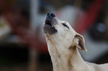 Warum Hunde heulen - Deine Tiere - Verhalten von Hunden