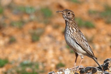 Lerchen: Erhaltungszustand der Spezies - Deine Tiere