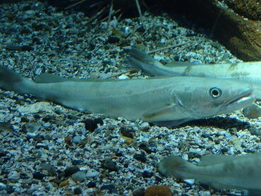 Seehecht: Interessantes über seine Wanderschaften - Deine Tiere