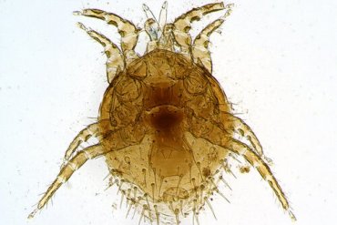 Milben: was sind sie und welches sind ihre Merkmale? - Deine Tiere