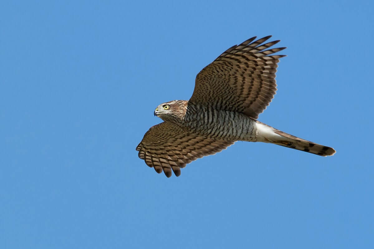 Sperber: 4 interessante Fakten über diese Vögel - Deine Tiere